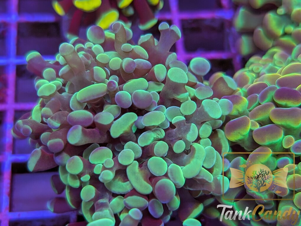 TC Bluey Hammer WYSIWYG HB4 – TankCandy