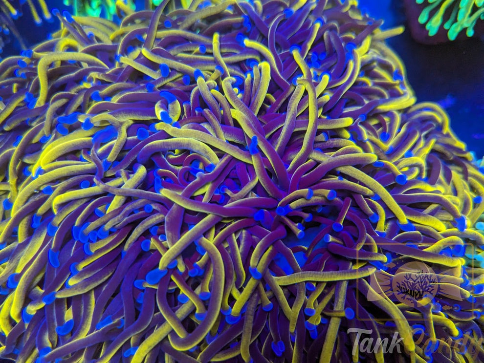 24k Torch – TankCandy