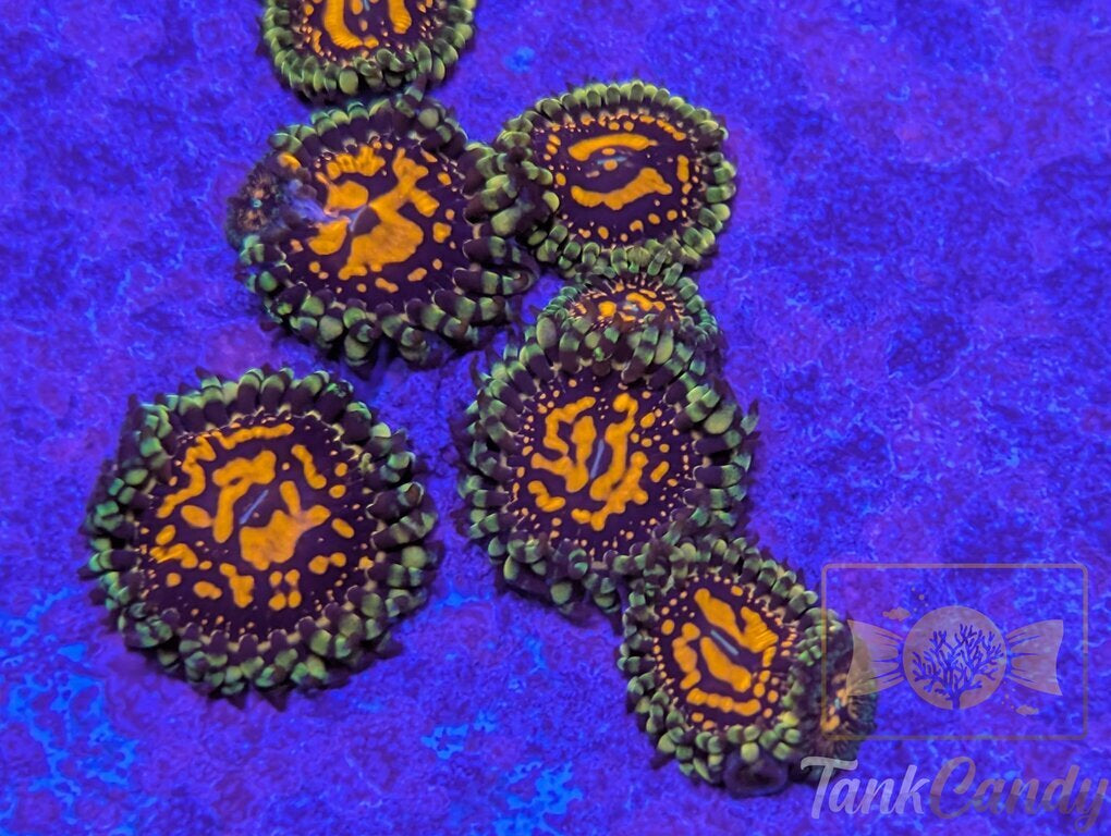 CB Grand Master Strat Zoa – TankCandy